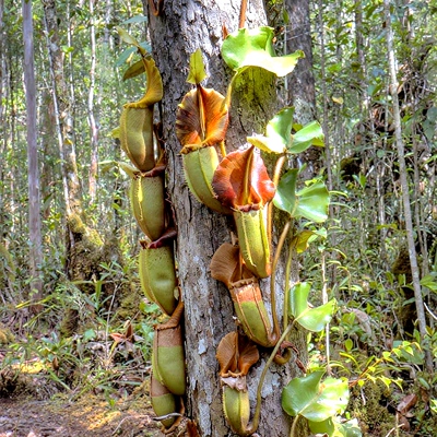爬树低地粉维奇猪笼草veitchii食虫植物纯色系笼子巨大原种