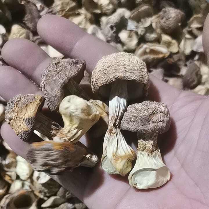 干货云南特产新鲜菌菇煲汤食材姬松茸,白菇,巴西菇