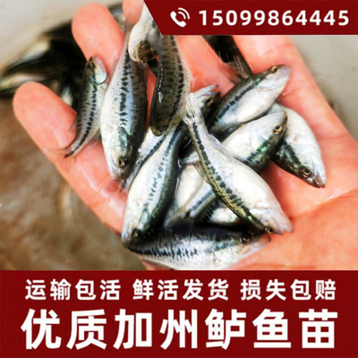 加州鲈鱼苗淡水鲈鱼大口黑鲈路亚台鲈优鲈淡水冷水高密度养殖鱼苗