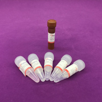 PH1456 TUNEL 细胞凋亡检测试剂盒（FITC）科研专用 20T Phygene