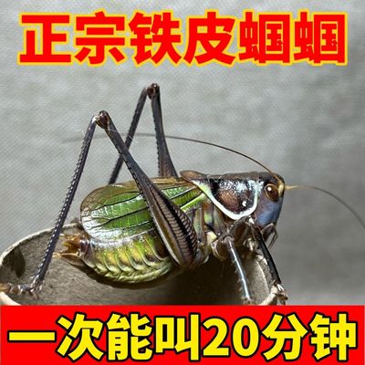 铁皮蝈蝈宠物平谷山里翠绿山青新脱精品活虫死伤包赔春蝈蝈绿蝈蝈