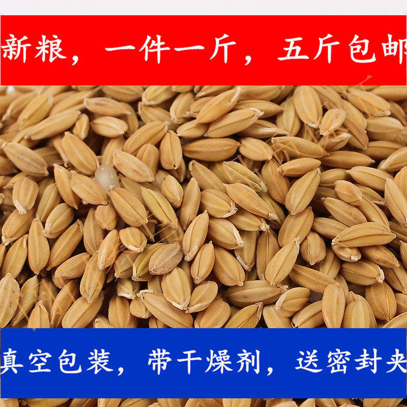 水稻带壳大米盘锦水稻鹦鹉零食仓鼠东北特产500克五斤包邮无公害