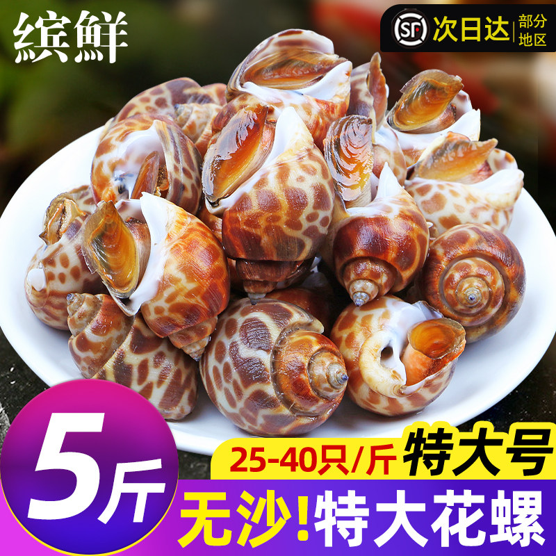 花螺鲜活新鲜海螺特大号海鲜水产鲜活鲜冻冷冻东风螺特大花螺贝类