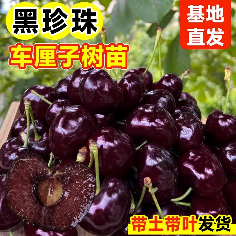 黑珍珠车厘子树苗南方大樱桃水果树果苗北方种植盆栽庭院地栽蓝莓