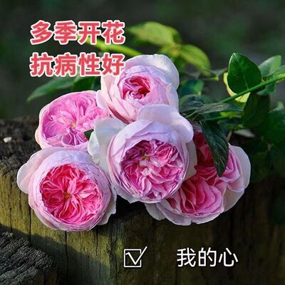 我的心爬藤月季蔷薇花苗大花四季浓香开庭院藤本花卉盆栽地栽