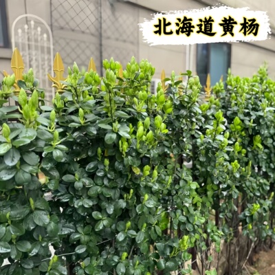 法国冬青北海道黄杨万年青天竺桂庭院围墙植物耐寒绿篱植物易成活