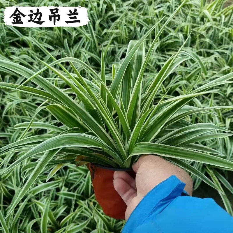 金边吊兰盆栽室内阳台净化空气植物青叶吊兰花花卉垂吊易成活绿植