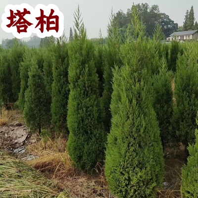 塔柏龙柏苗耐寒耐热常青好养