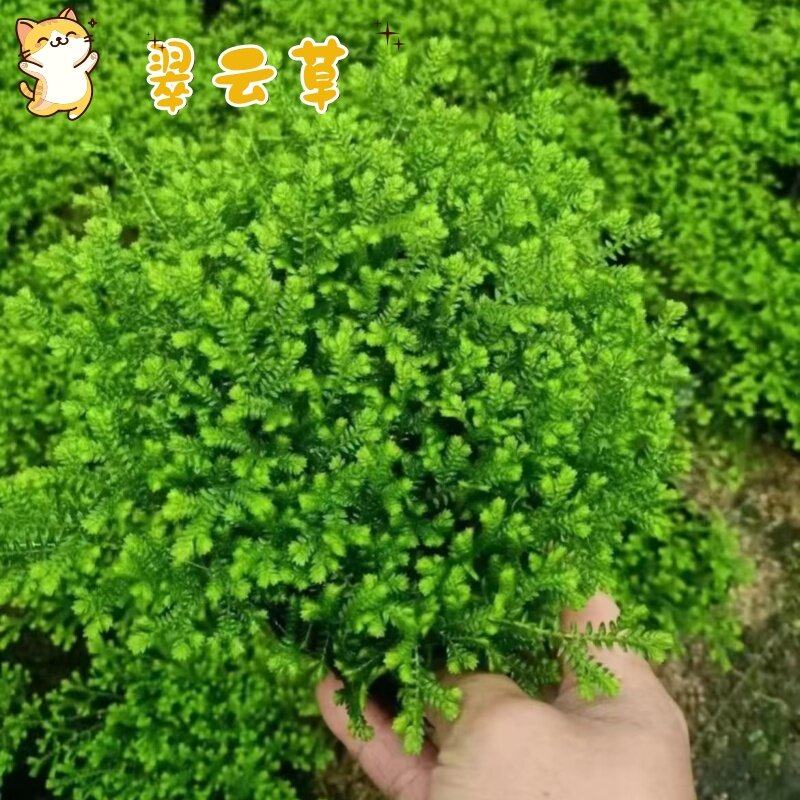 翠云草盆栽绿植绿地珊瑚蕨类盆栽翠云草情人草庭院造景绿地被植物