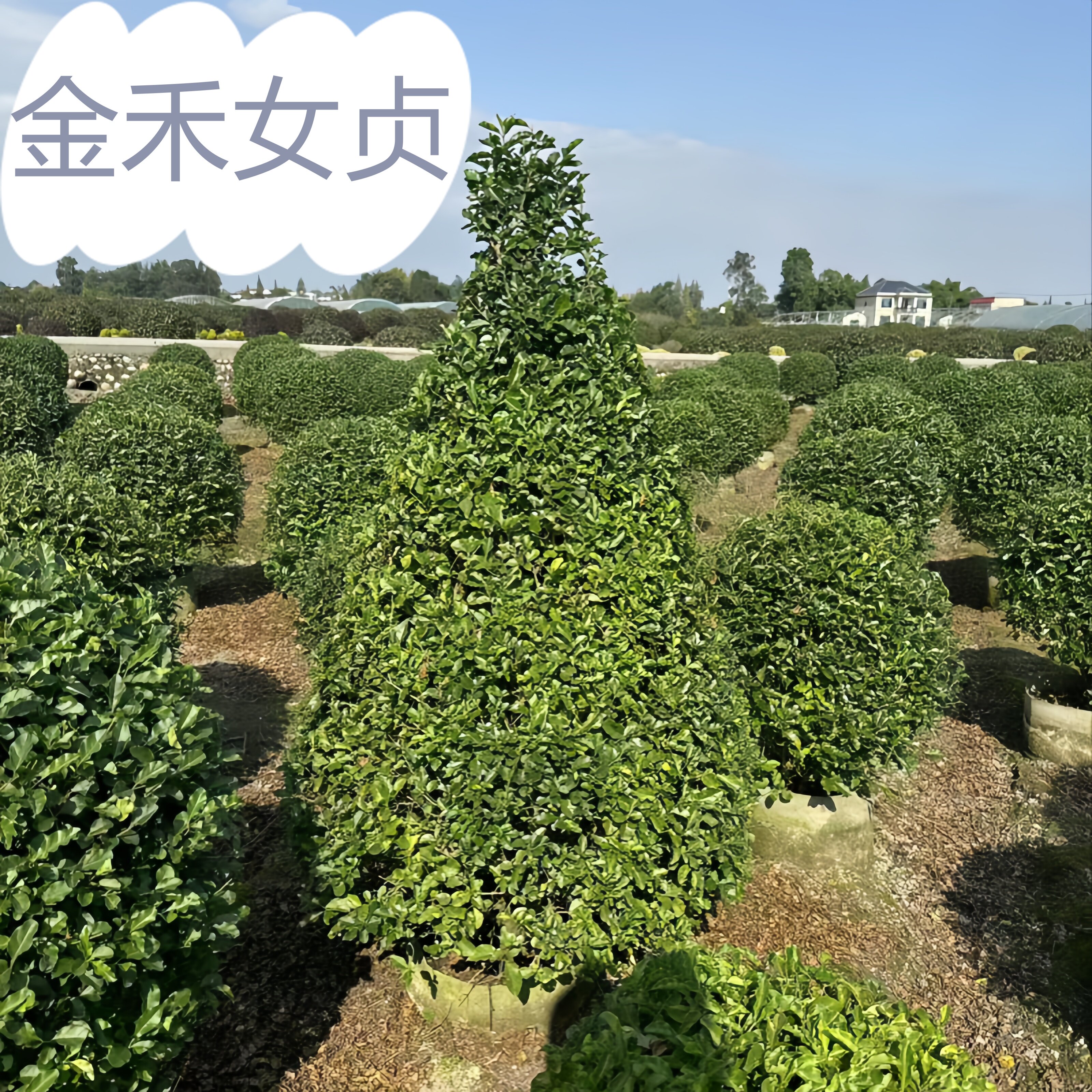 金禾女贞树苗金禾女贞小苗绿篱绿化庭院小区苗木四季常青绿化色块