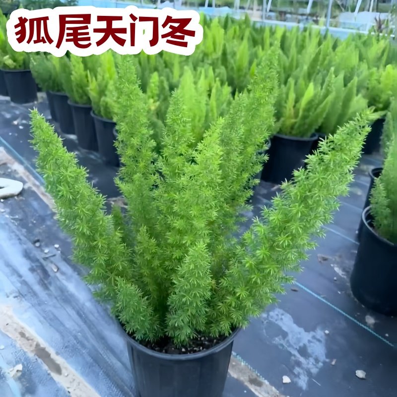 天门冬盆栽狐尾天门冬大苗武竹苗庭院别墅花园室内外绿植四季常青