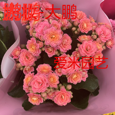 园艺重瓣盆栽绿植长寿花