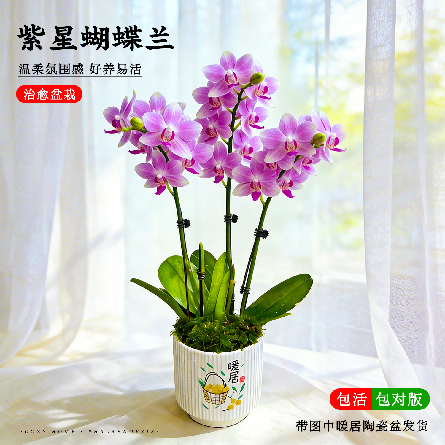 暖居双色蝴蝶兰盆栽多种冬带花苞带盆出售绿植室内兰花苗易活花卉