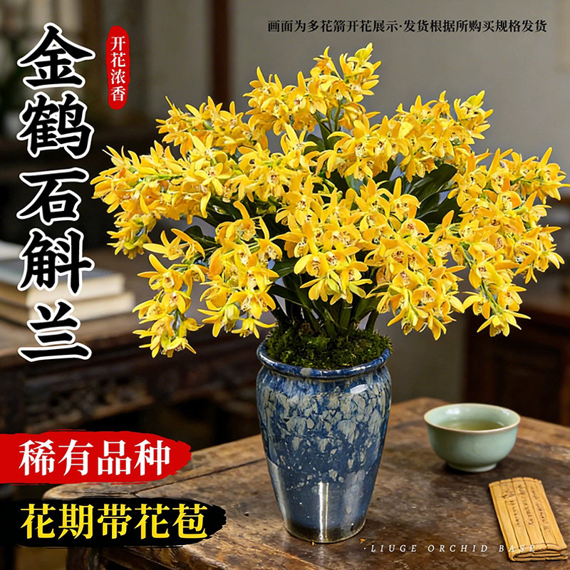 刘阁兰花苗 金鹤香水石斛兰 冬带花苞出售室内外阳台花卉绿植盆栽