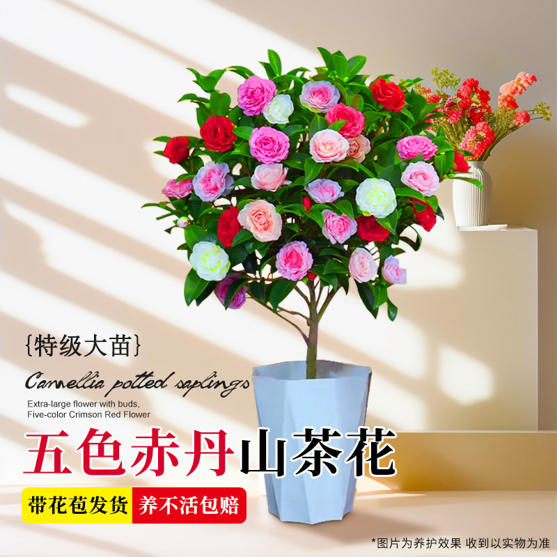 刘阁兰花山茶花五色赤丹香妃现带多花苞花卉绿植盆景室内观赏盆栽