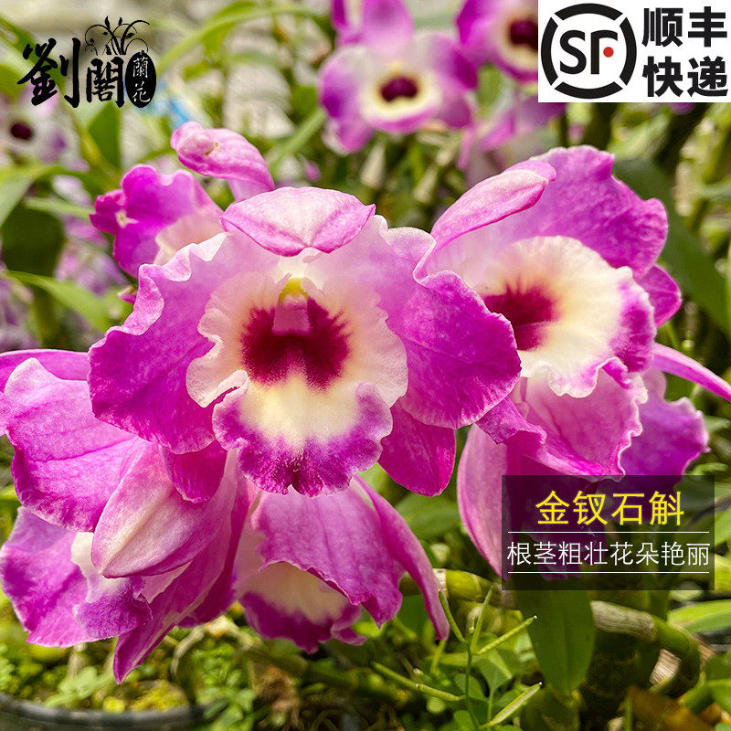 刘阁兰花苗浓香好养 金钗石斛 冬带花苞室内阳台好养花卉绿植盆栽