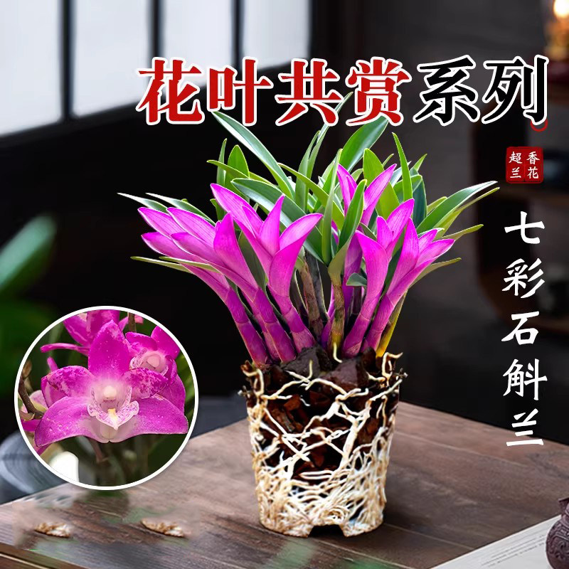 七彩香水石斛兰花四季好养绿植浓香型石斛冬带花绿植净化空气