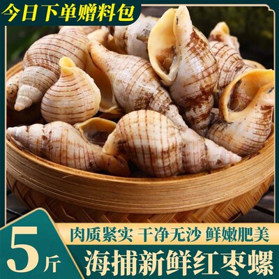 小海螺白玉螺海瓜子商用海螺香螺