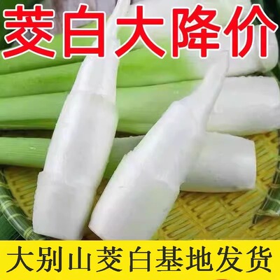2026现货新鲜茭白当天现发