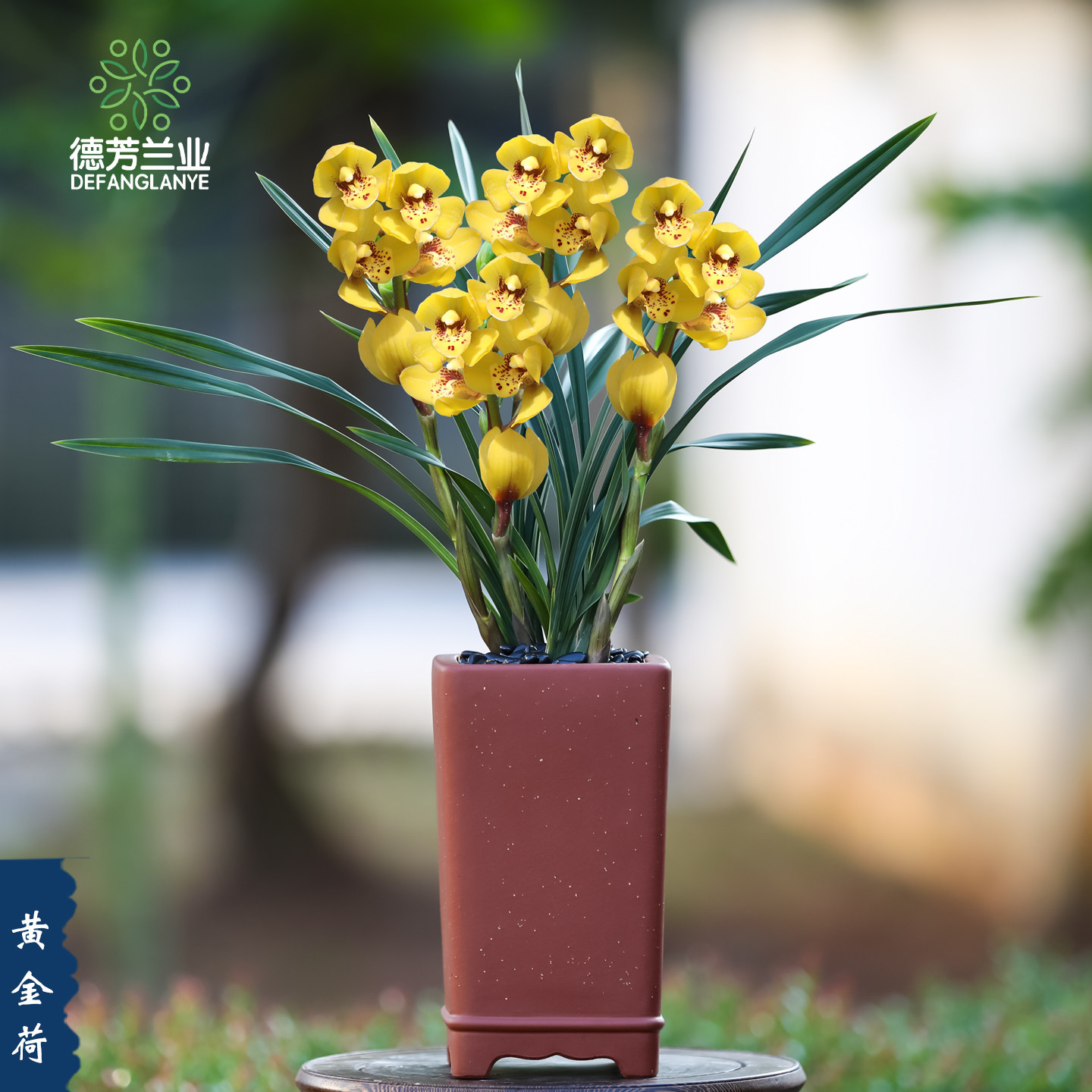 精品名贵国宝级大花蕙兰兰花黄金荷带花苞发货浓香型花卉室内盆栽