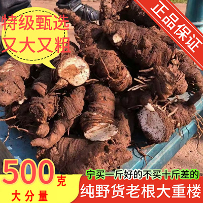 云南新鲜滇重楼中药材独角莲野外生长正品七叶一枝花蚤休草草车河