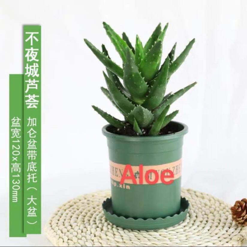 罗勒植物香草薄荷迷迭香百里香，香料食用植物