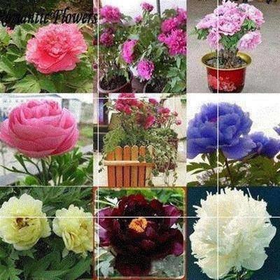 Peony Seeds, Potted Seed, Peony Flower Seed Garden Plants, P