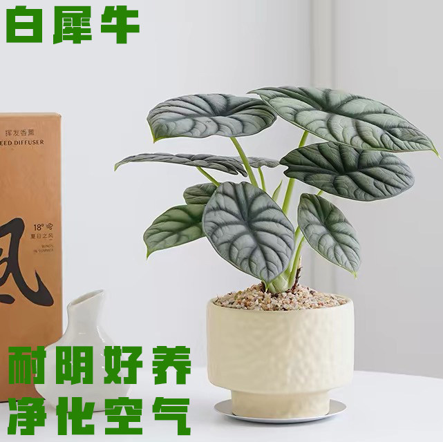 白犀牛盆栽海芋竹芋植物办公室客厅净化空气绿植四季常青网红花卉