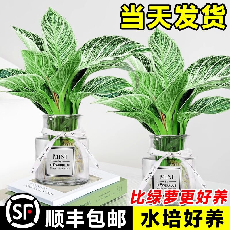 铂金钻水培植物室内好养绿萝吸甲醛绿公主蔓绿绒花卉绿植懒人盆栽