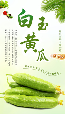 白玉黄瓜山东海阳特产时令有机孕妇水果 自然新鲜沙拉蔬菜5斤包邮