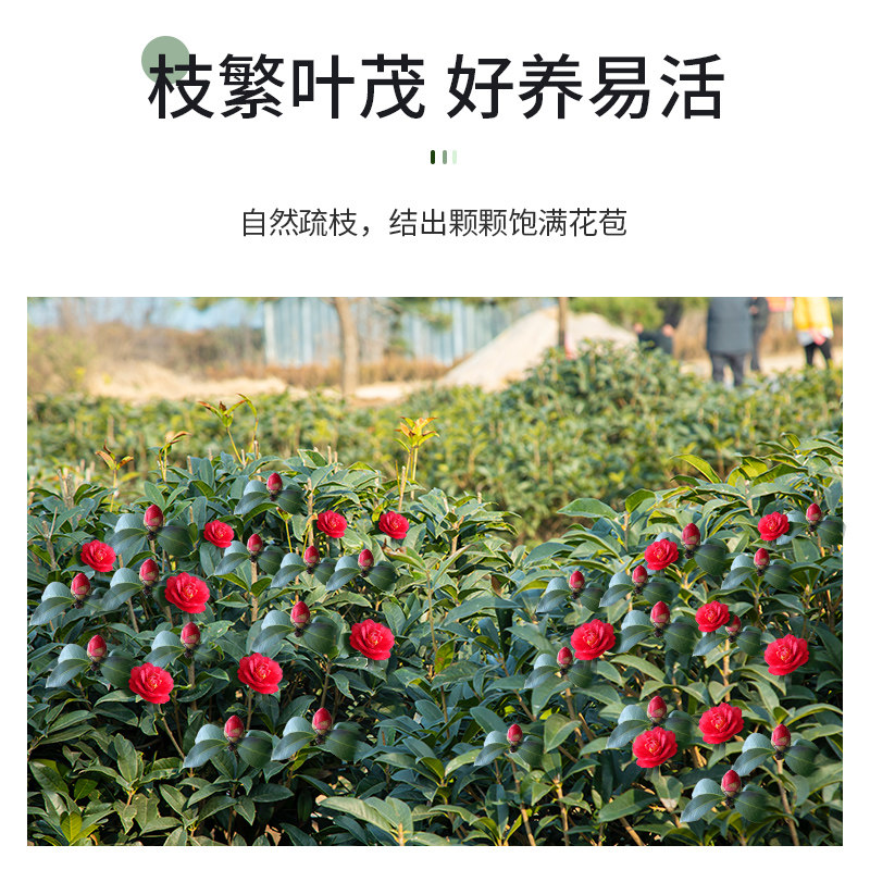 耐寒山茶花树苗盆栽耐冬茶花特大号花卉大型庭院植物地栽花卉
