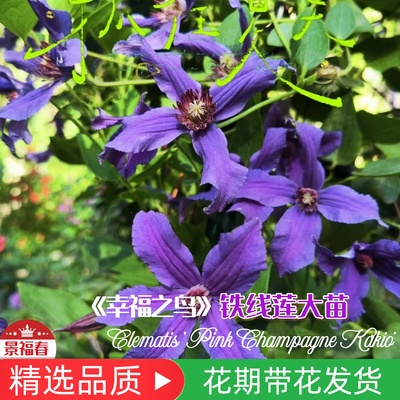 幸福之鸟铁线莲蓝紫垂铃花好养