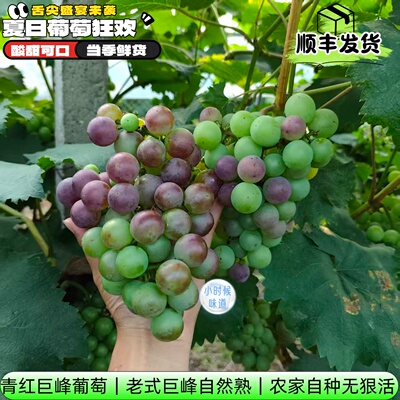 顺丰包邮老品种土葡萄无狠活巨峰有籽新鲜现摘酸甜孕妇应季水果
