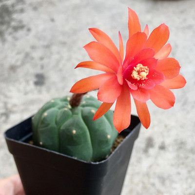 奇仙玉仙人球大颗实生红花