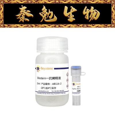 Phospho-Bcl-2(Ser70)抗体兔单抗