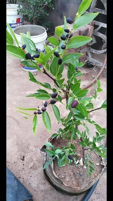 盆栽果留香易结果好养护落叶