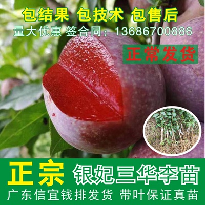 广东钱排银妃三华李苗广西树苗