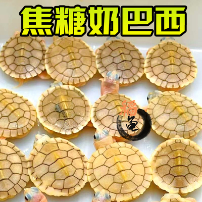 焦糖果冻巴西龟外塘冷水雪粉长寿网红宠物观赏白化变异乌龟活物体