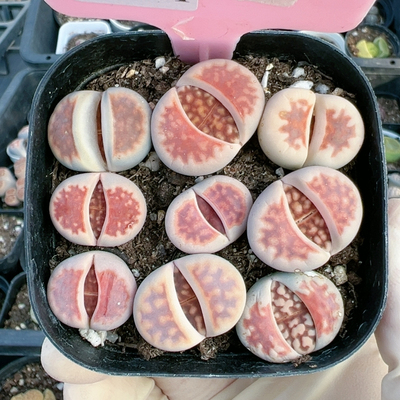 多品种混发精品多肉植物6401红窗花纹