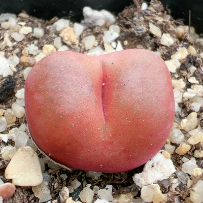 屁股花多品种混发精品多肉植物母本8436吕红