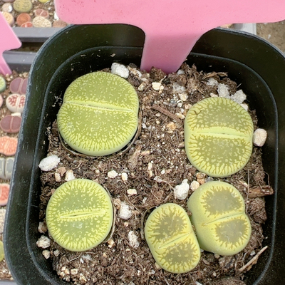 生石花石屁股花多品种7891绿光阳