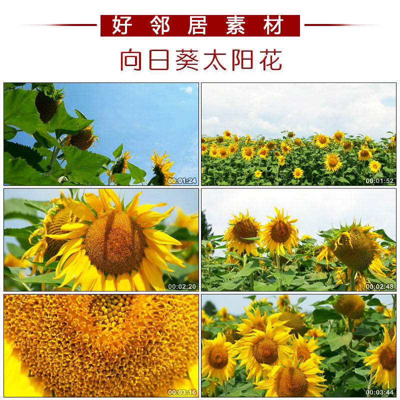 向日葵太阳花自然风光片植物农场高清实拍视频素材