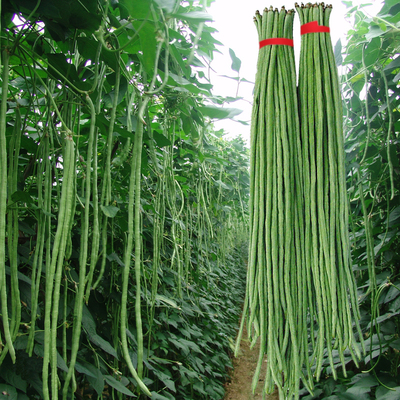 豆角种子豇豆春季四季