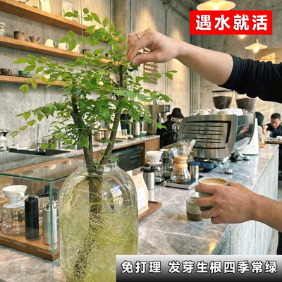 小叶女贞鲜切水培花卉女贞骨架