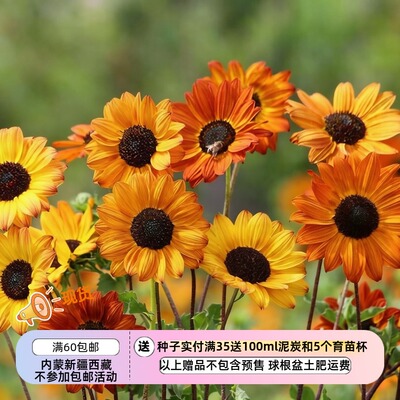 【种子】夏季耐热 切花/分枝型花期长 矮生向日葵索鲁纳青铜  3粒