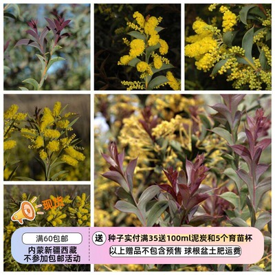 【种子】多年生 刺金合欢种子  Acacia triptera   10粒