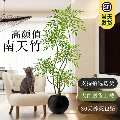 南天竹火焰老桩落地盆栽好养