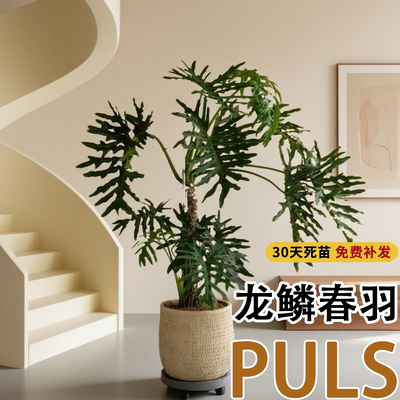 龙鳞春羽大型绿植盆栽