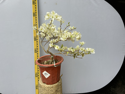 银边白雪三角梅东篱小舍勤花