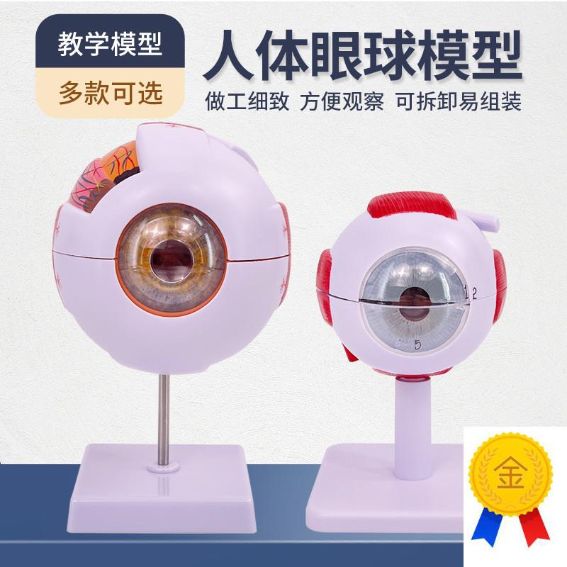 人体教学眼球解剖结构模型可拆卸儿童仿真L眼睛玩具医学眼部模型